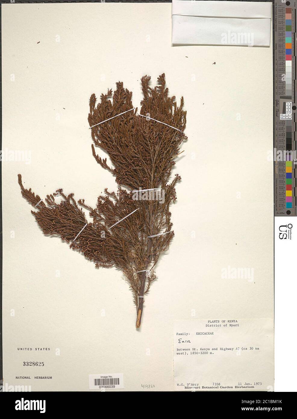 Erica sp Erica sp Stock Photo - Alamy