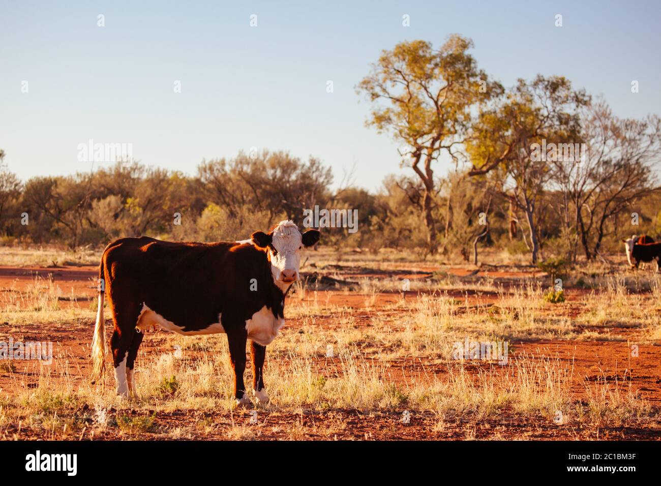 Australian cattle station hi-res stock photography and images - Alamy