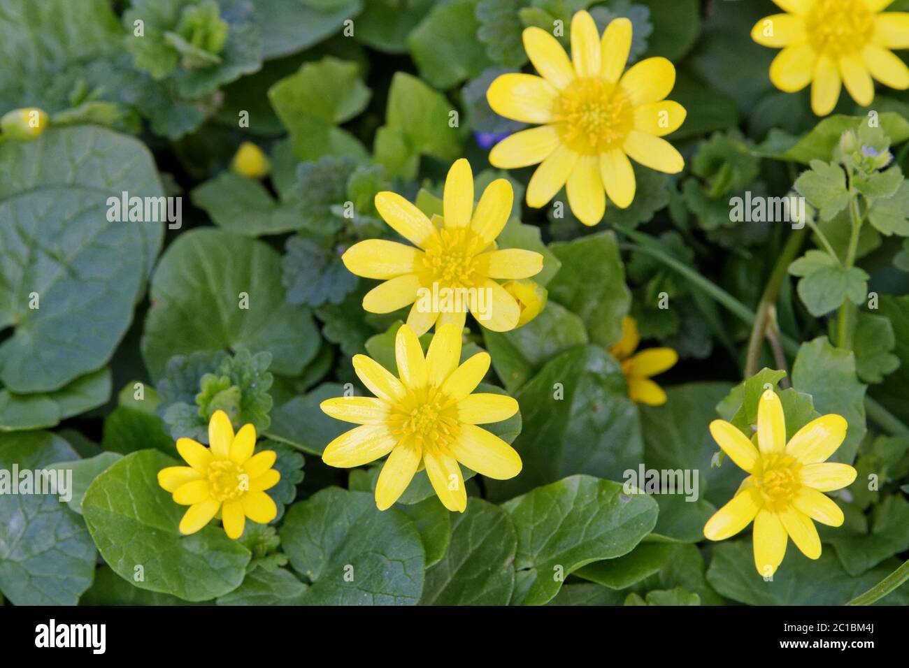 Spring flower lesser celandine (Ficaria verna) in a wild nature Stock ...