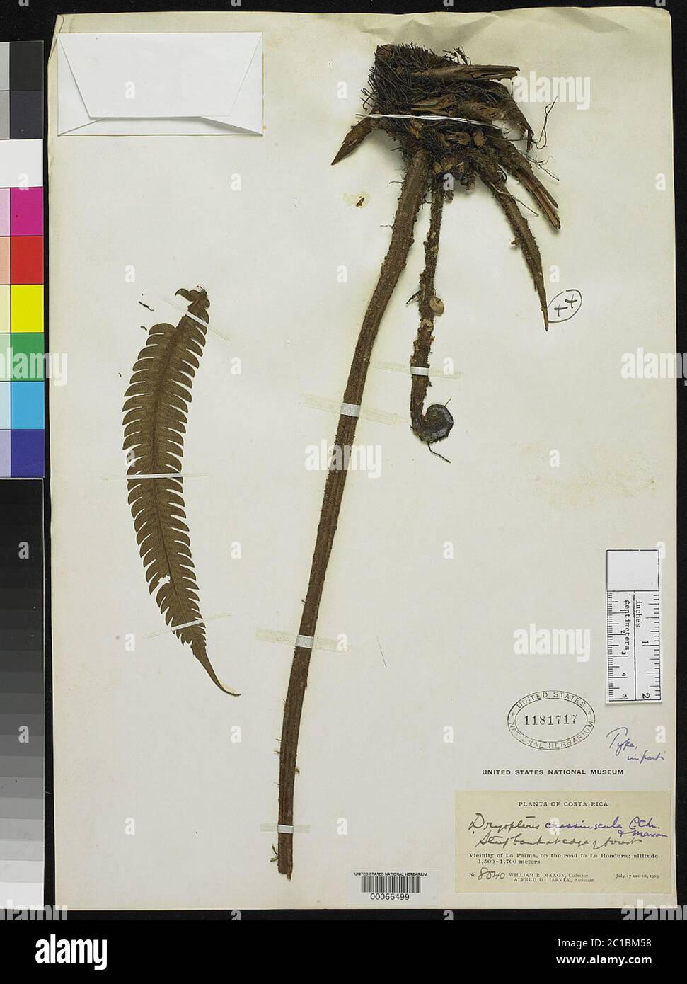 Dryopteris crassiuscula C Chr Maxon Dryopteris crassiuscula C Chr Maxon ...