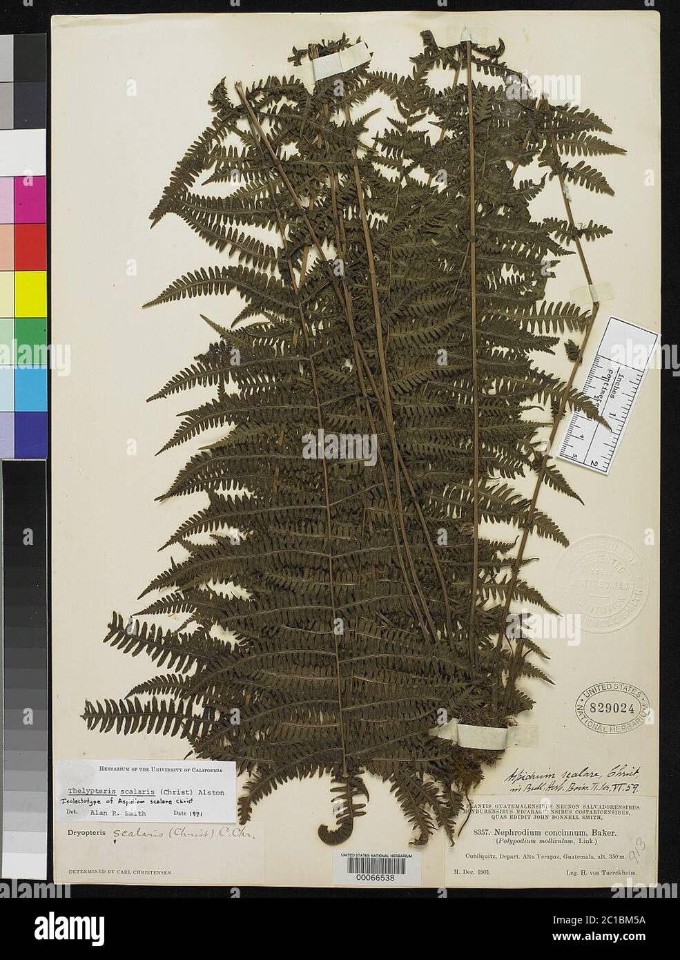 Aspidium scalare Christ Aspidium scalare Christ Stock Photo - Alamy