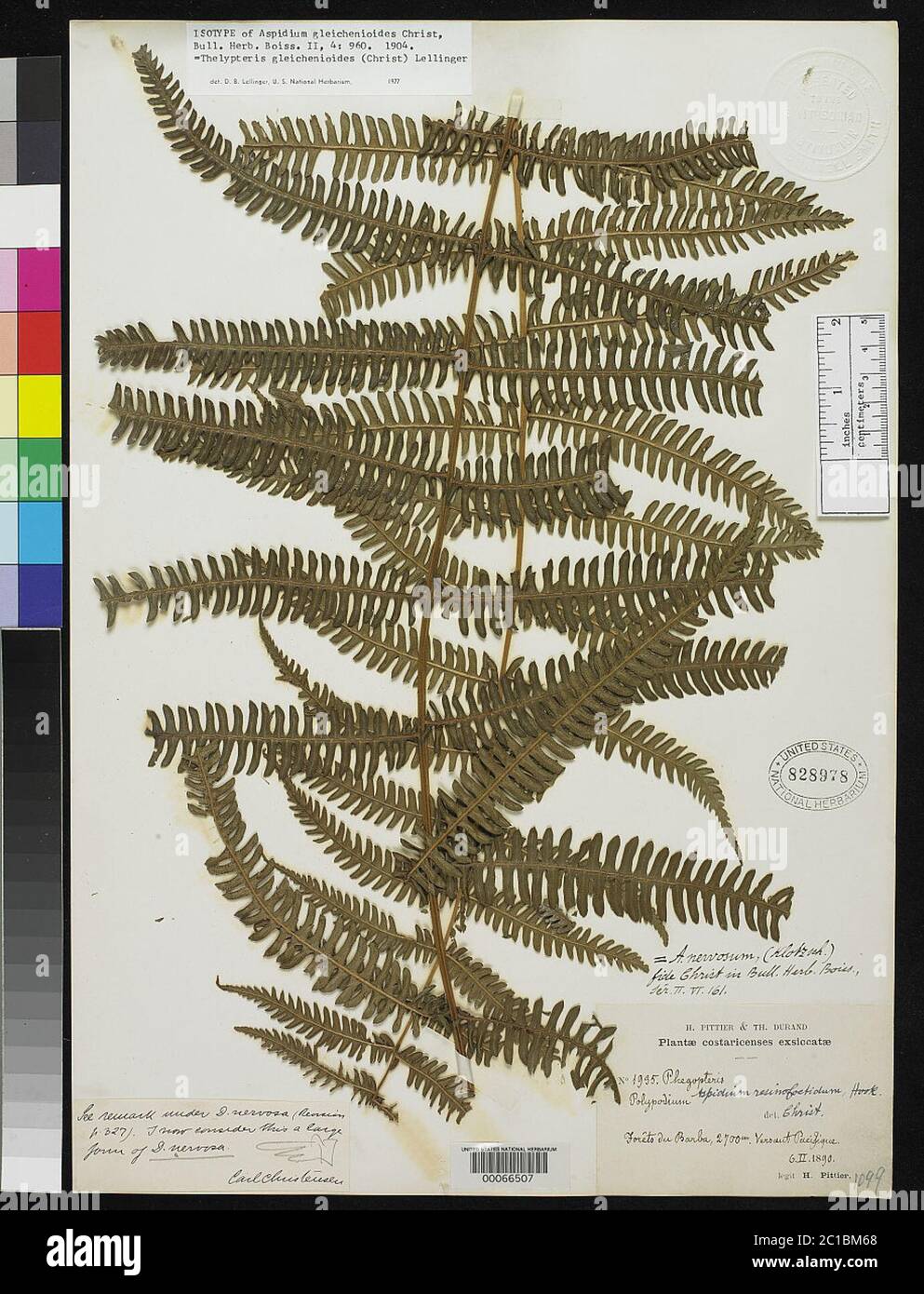 Aspidium gleichenioides Christ Aspidium gleichenioides Christ Stock ...