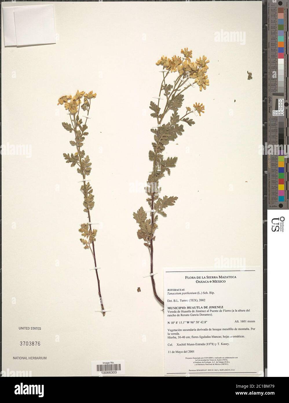 Tanacetum parthenium l hi-res stock photography and images - Alamy