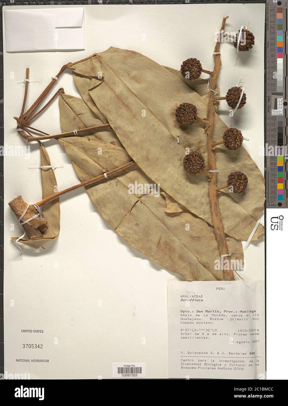 Schefflera sp Schefflera sp Stock Photo - Alamy