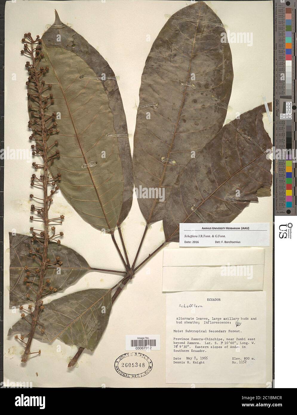 Schefflera sp hi-res stock photography and images - Alamy