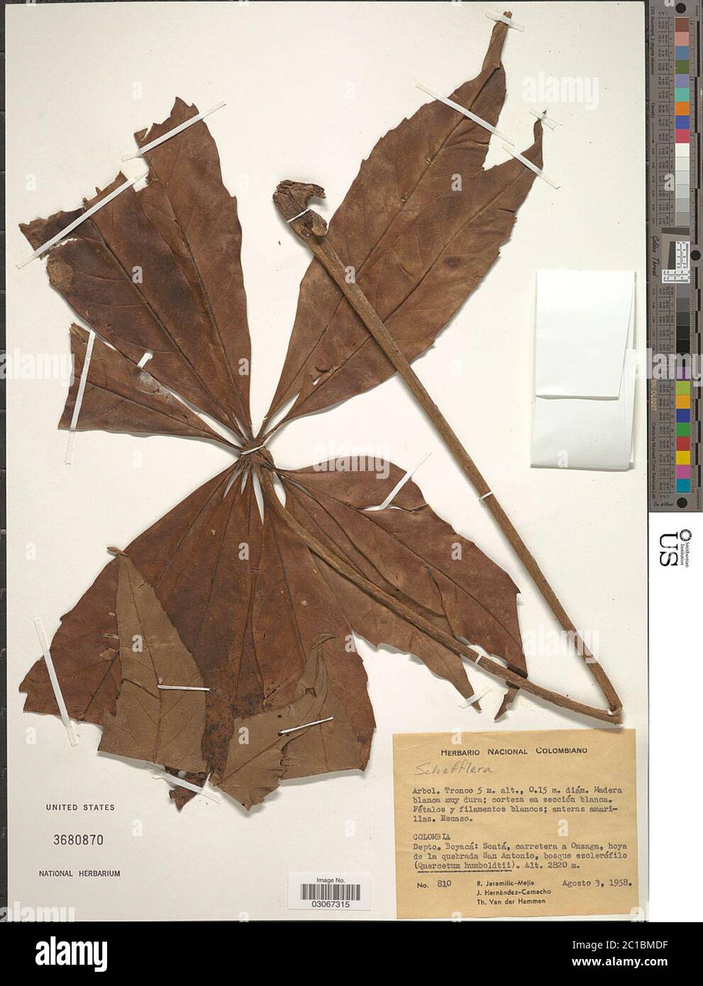 Schefflera sp hi-res stock photography and images - Alamy