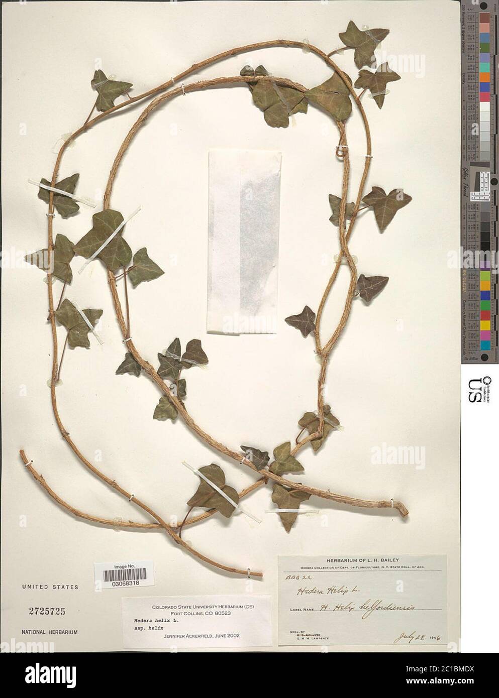 Hedera helix L Hedera helix L Stock Photo - Alamy