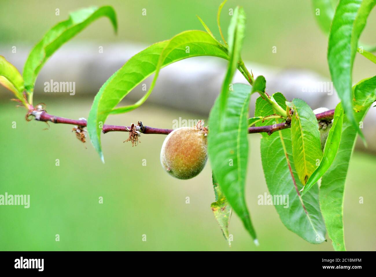 peach fruits ripening on the tree Stock Photo - Alamy
