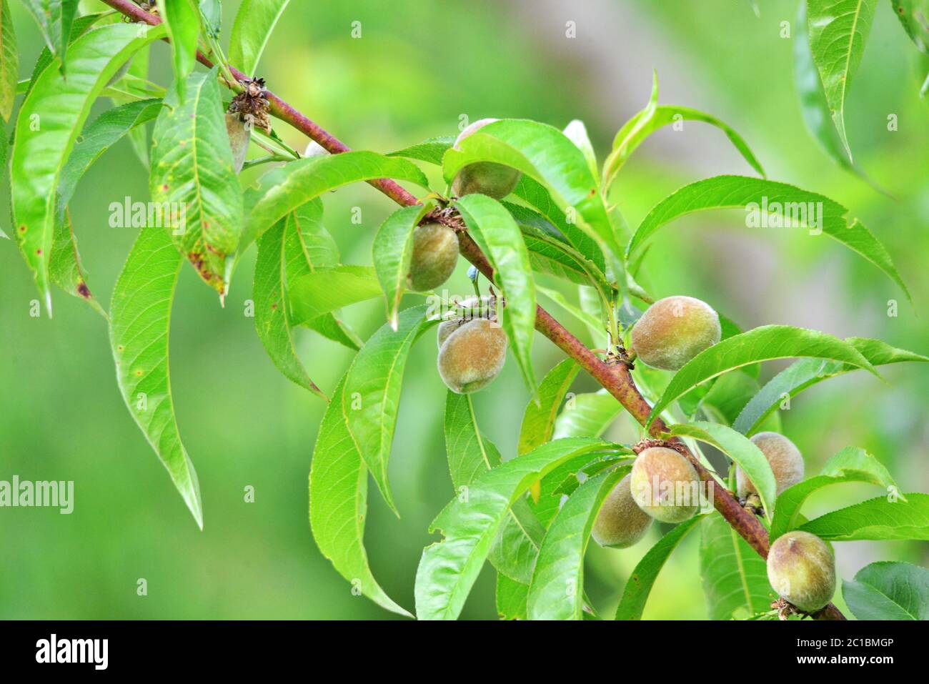 Ripening peach fruits hi-res stock photography and images - Alamy
