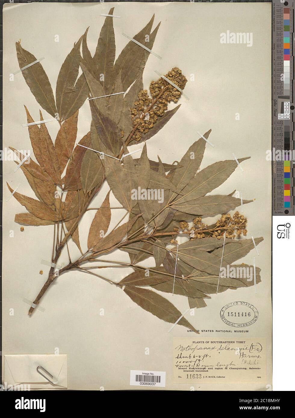 Nothopanax delavayi Franch Harms Nothopanax delavayi Franch Harms Stock ...