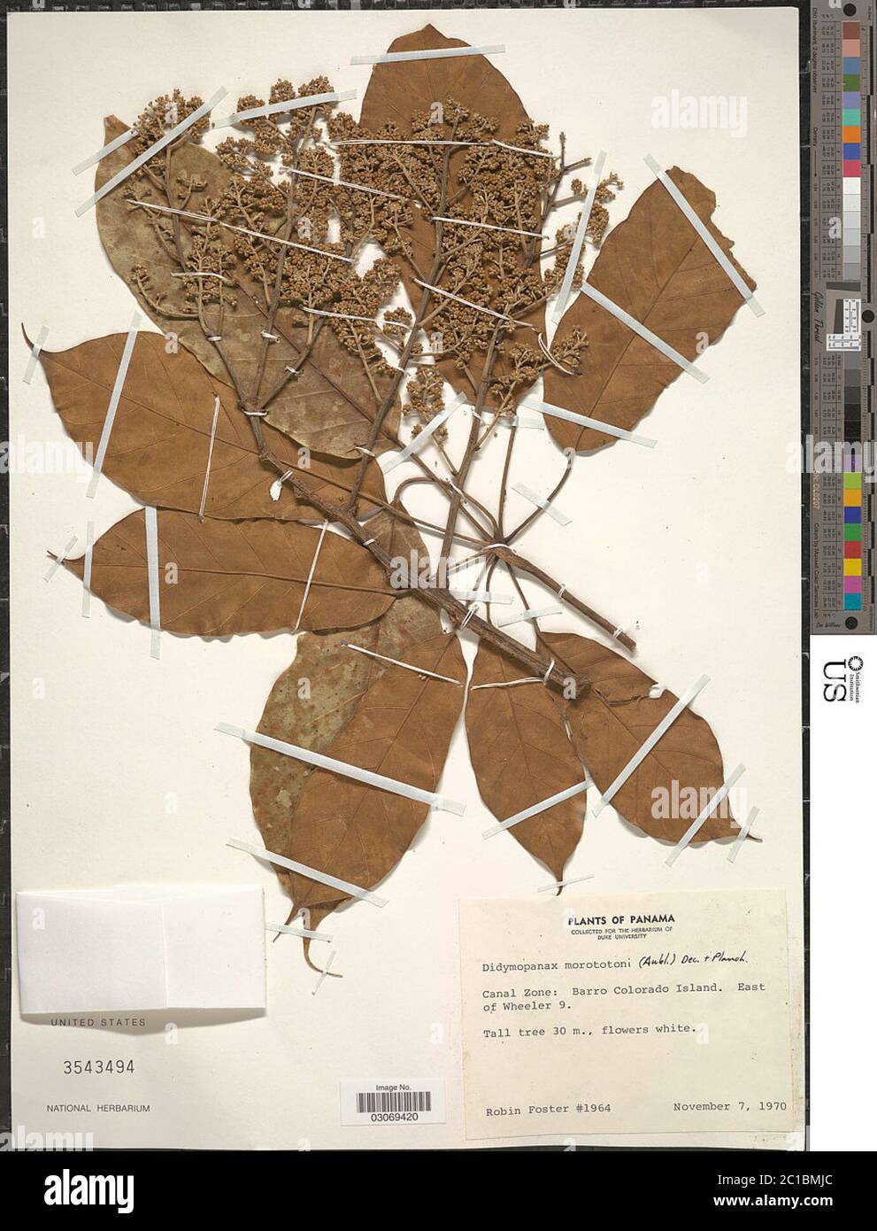 Schefflera sp Schefflera sp Stock Photo - Alamy