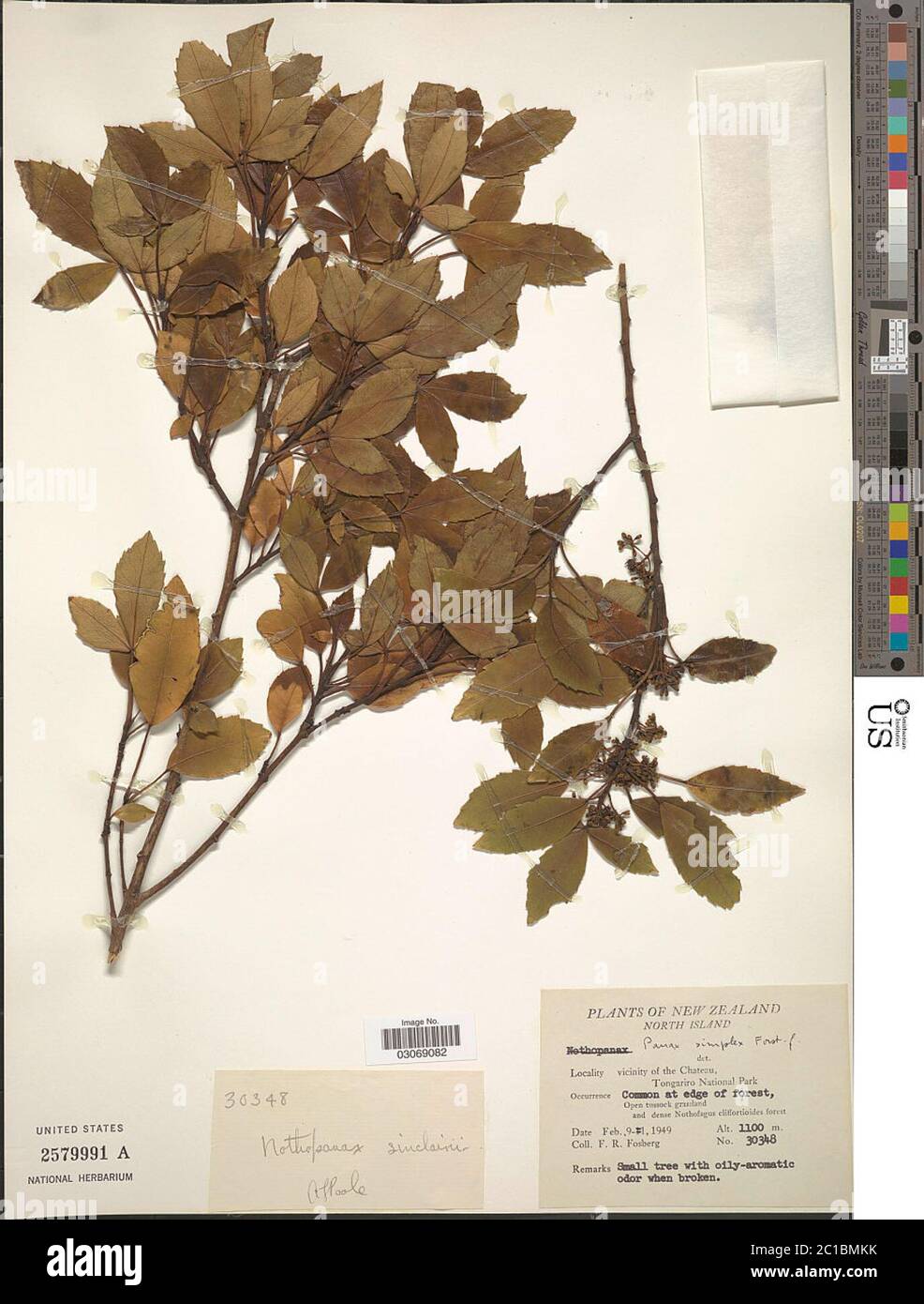 Nothopanax hi-res stock photography and images - Alamy