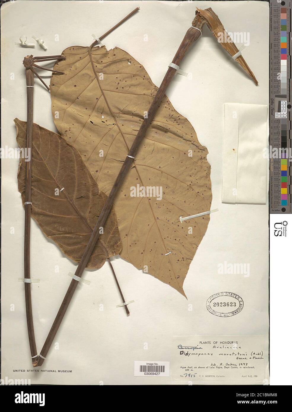 Schefflera sp Schefflera sp Stock Photo - Alamy