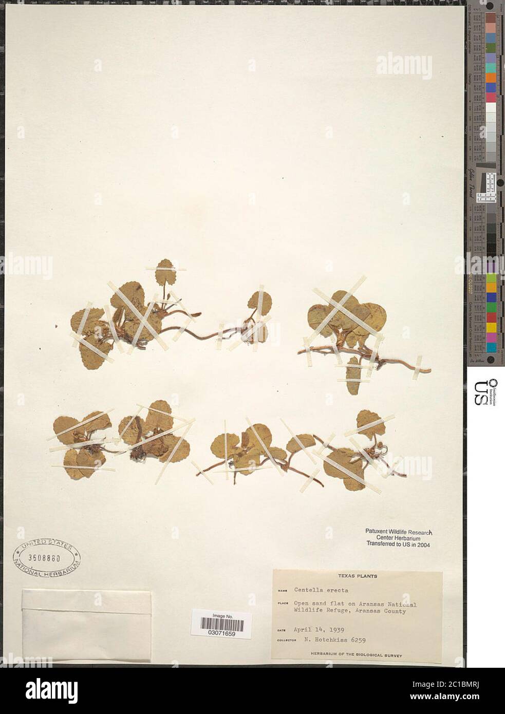 Centella erecta Centella erecta Stock Photo - Alamy