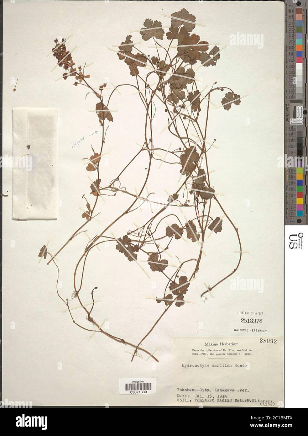 Hydrocotyle maritima Honda Hydrocotyle maritima Honda Stock Photo - Alamy