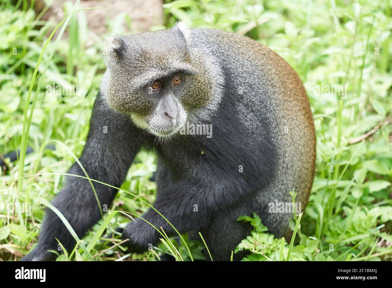 Blue monkey diademed monkey Cercopithecus mitis Portrait Species of Old ...
