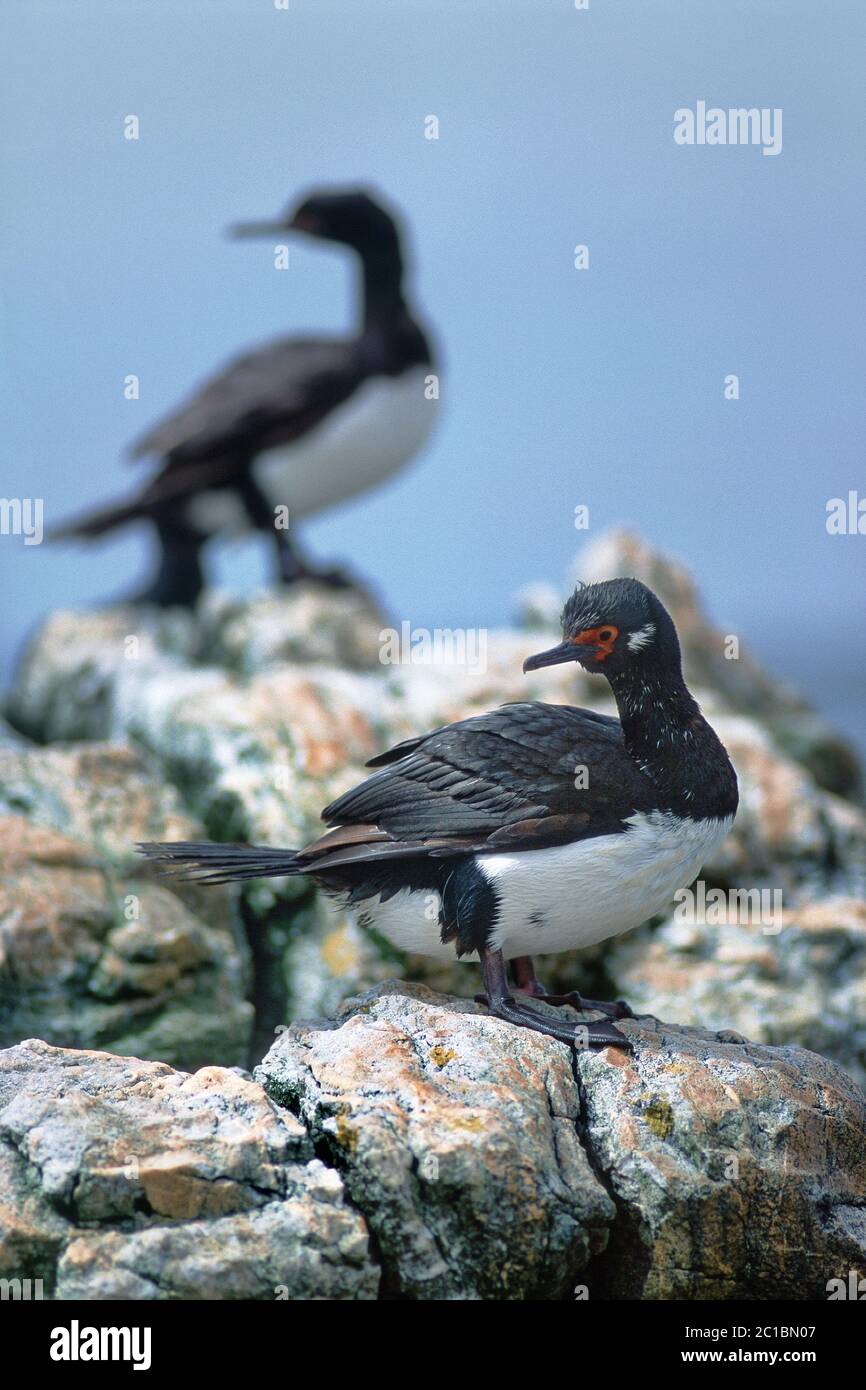 Rock shag / Magellanic cormorant - Phalacrocorax magellanicus Stock ...