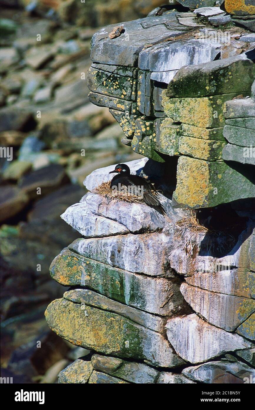 Rock shag / Magellanic cormorant - Phalacrocorax magellanicus Stock ...