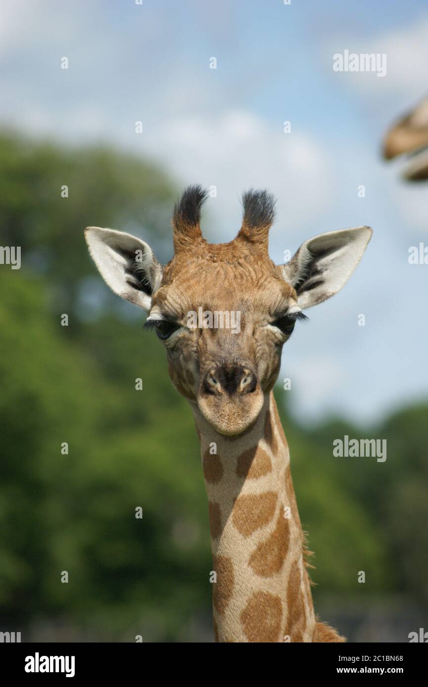 Baby Giraffe Face High Resolution Stock Photography and Images - Alamy