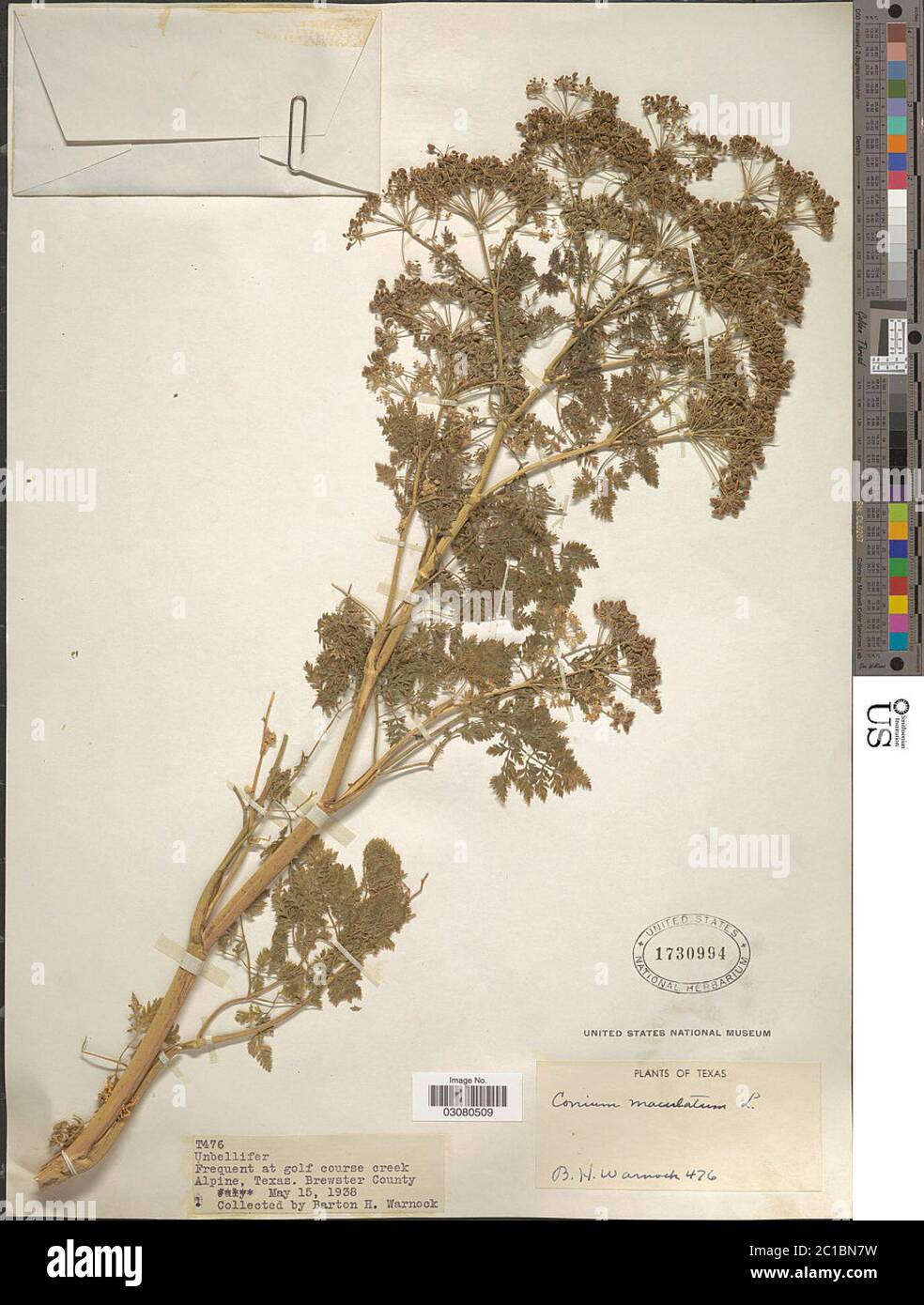 Conium maculatum L Conium maculatum L Stock Photo - Alamy