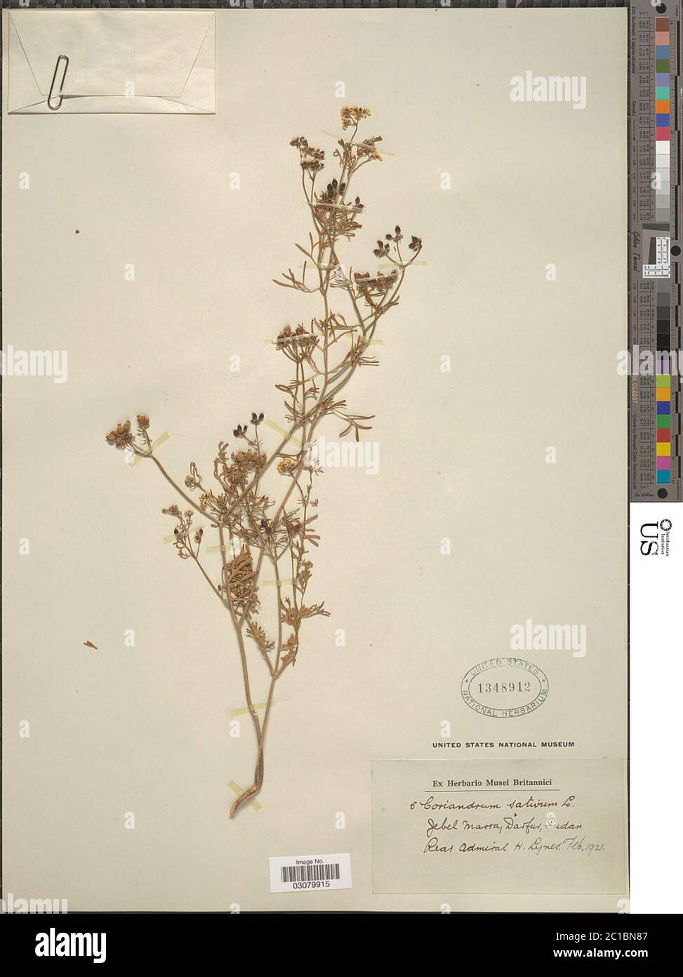 Plant species coriandrum sativum hi-res stock photography and images ...