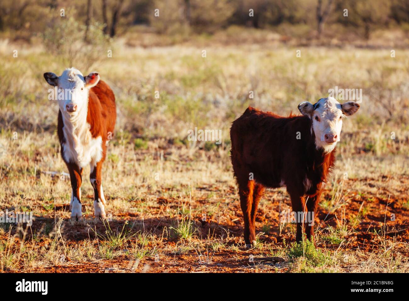 Grazing Cows in the Australian Outback Stock Photo - Alamy
