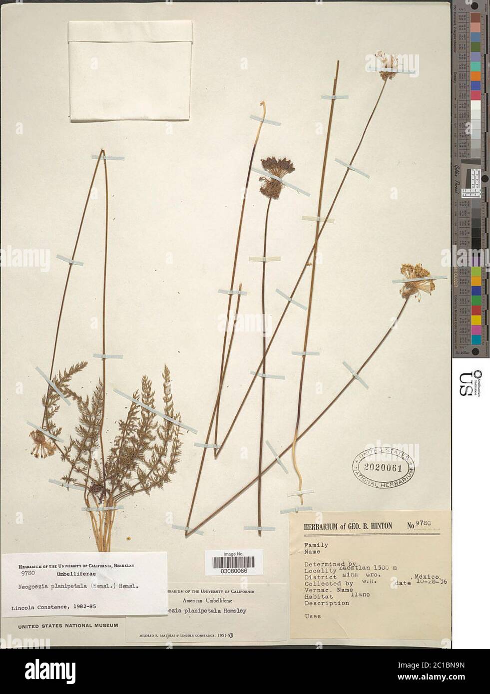 Neogoezia planipetala Hemsl Hemsl Neogoezia planipetala Hemsl Hemsl ...