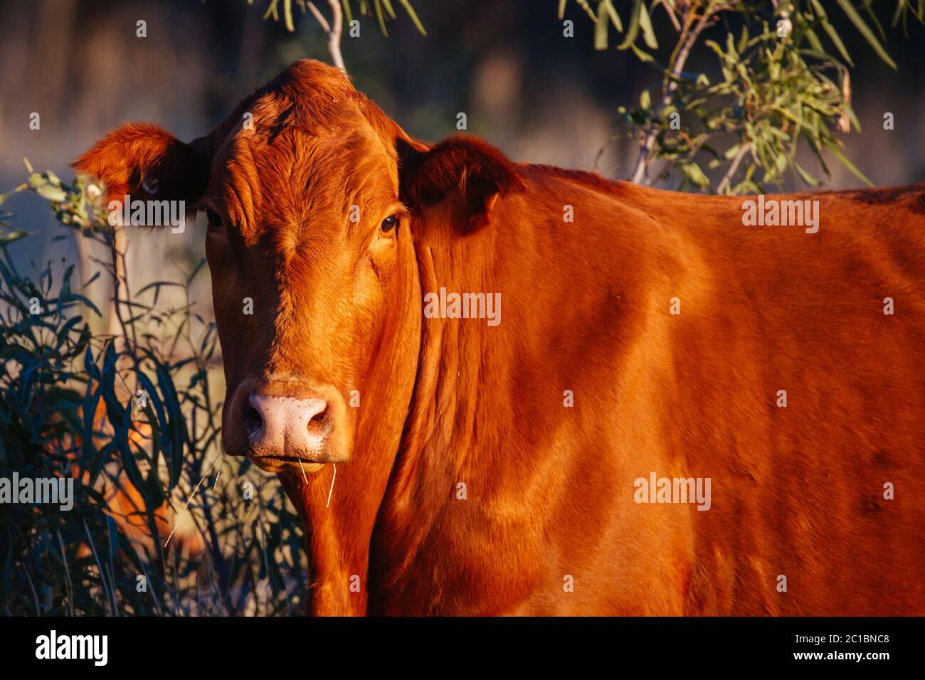 Grazing Cows in the Australian Outback Stock Photo - Alamy
