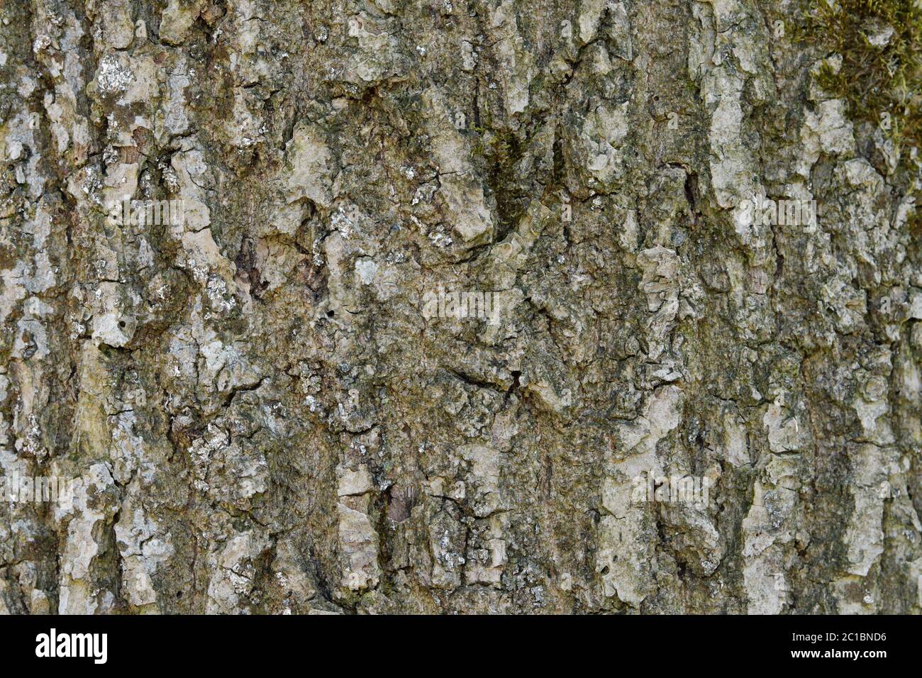Abstract old wood tree bark texture background. Closeup of tree bark ...
