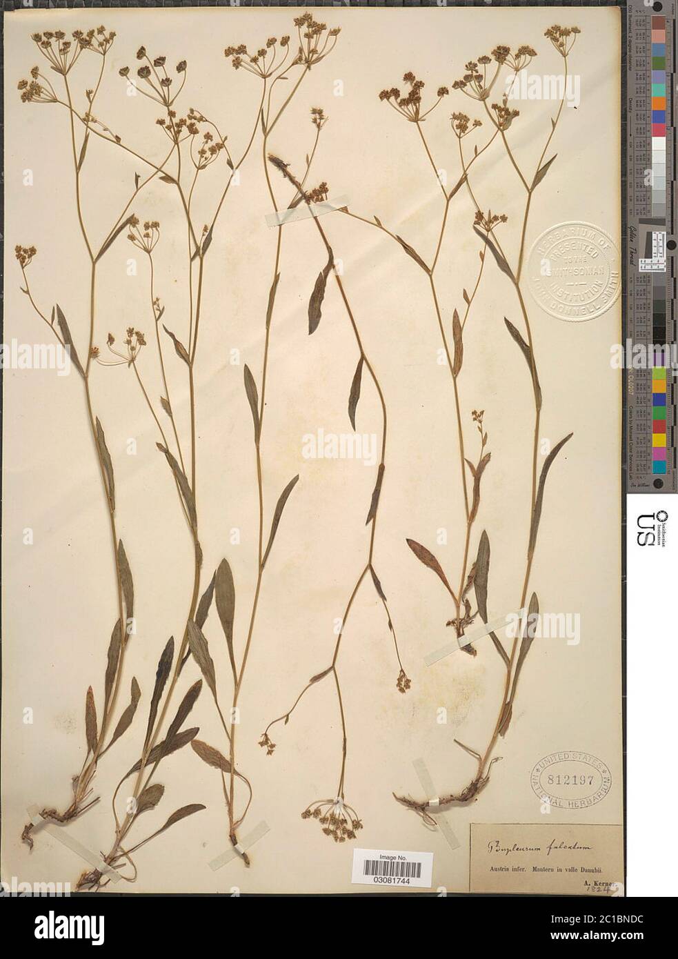 Bupleurum falcatum hi-res stock photography and images - Alamy