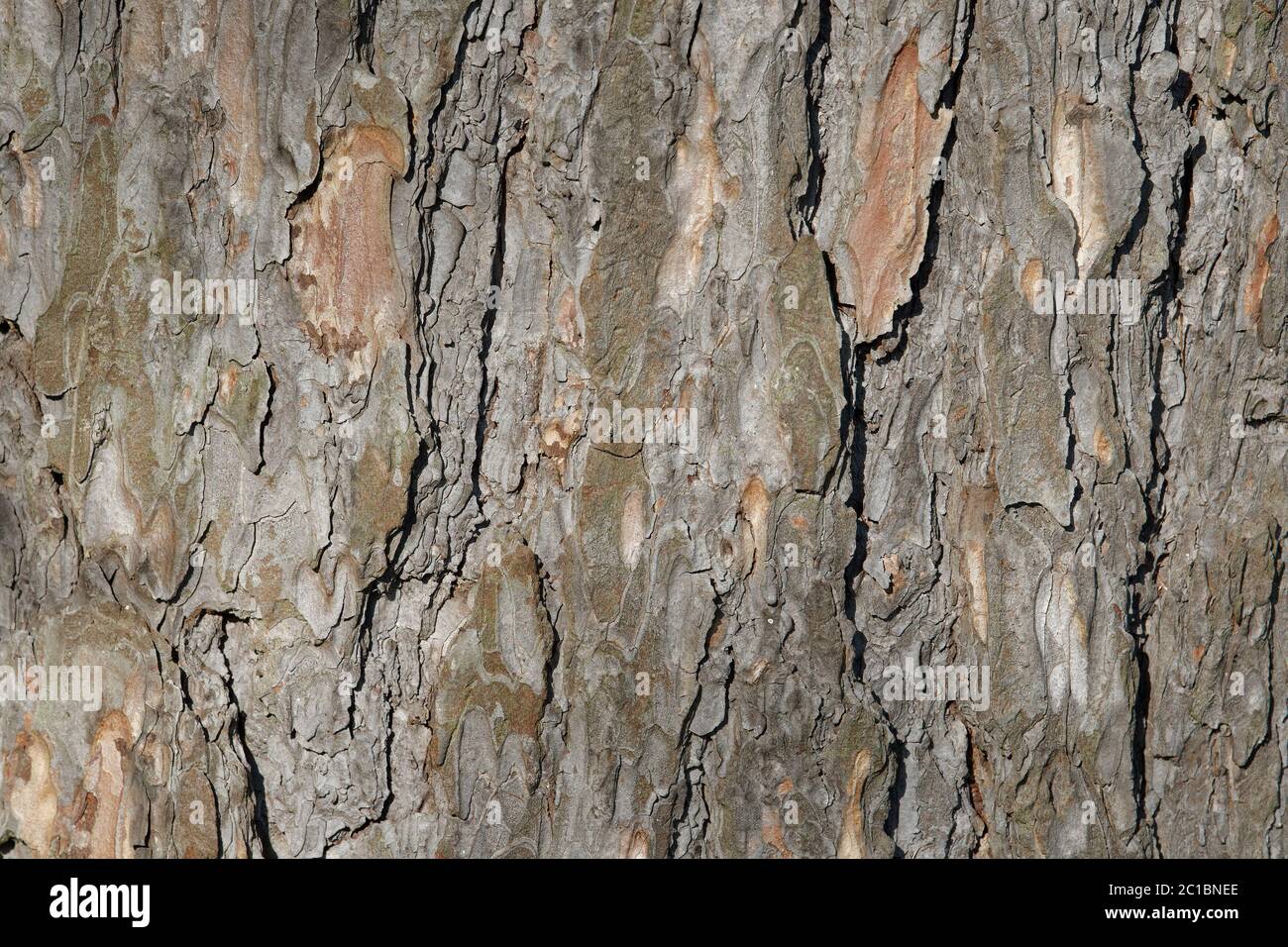 Abstract old wood tree bark texture background. Closeup of tree bark ...