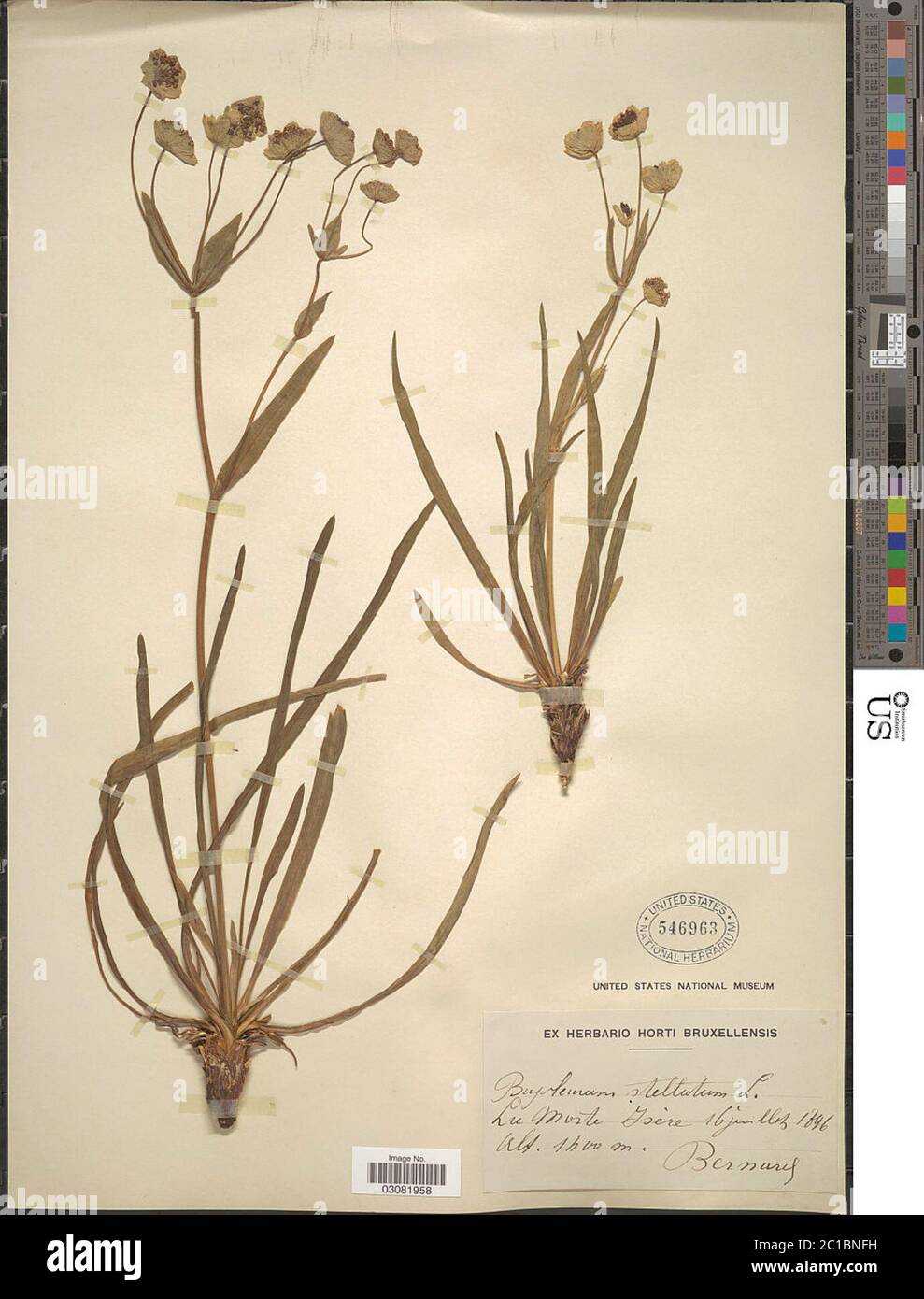 Bupleurum stellatum hi-res stock photography and images - Alamy