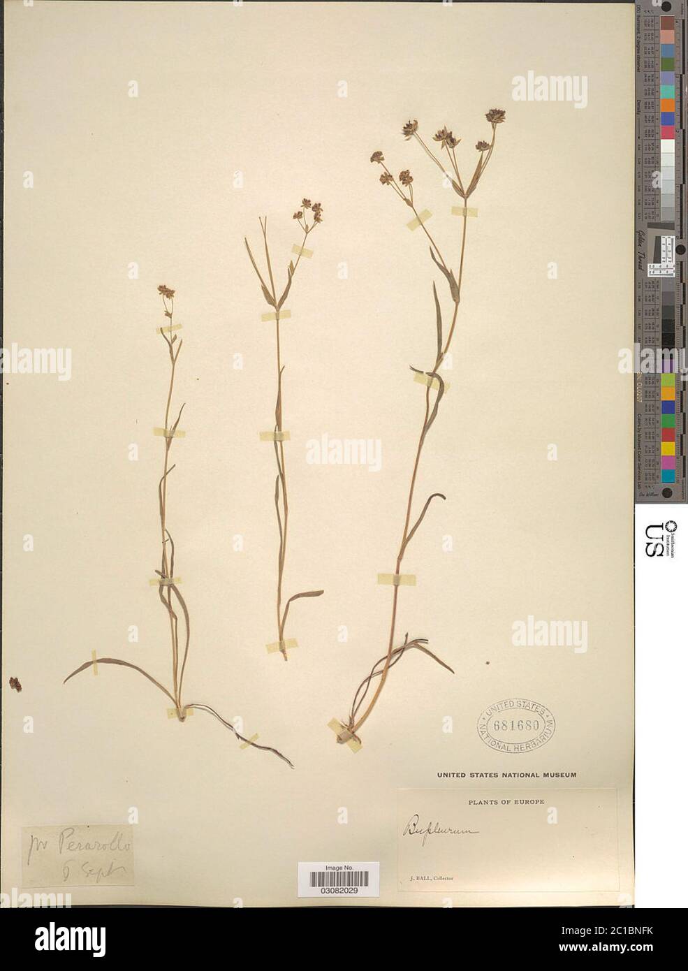 Bupleurum bupleurum sp hi-res stock photography and images - Alamy