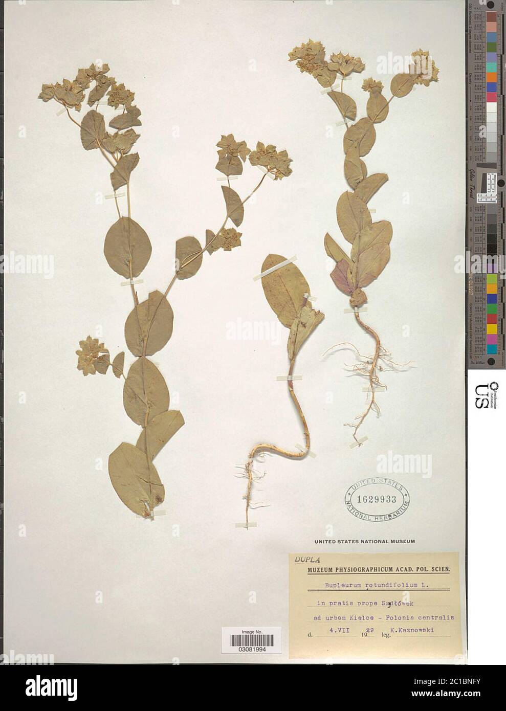 Bupleurum rotundifolium Bupleurum rotundifolium Stock Photo - Alamy