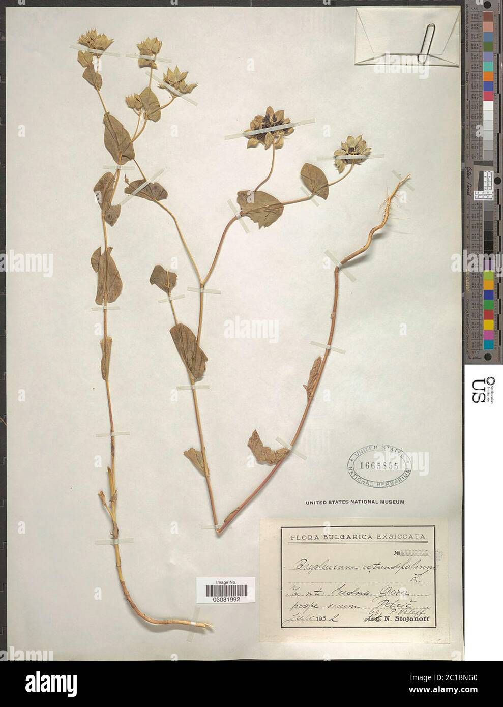 Bupleurum rotundifolium Bupleurum rotundifolium Stock Photo - Alamy