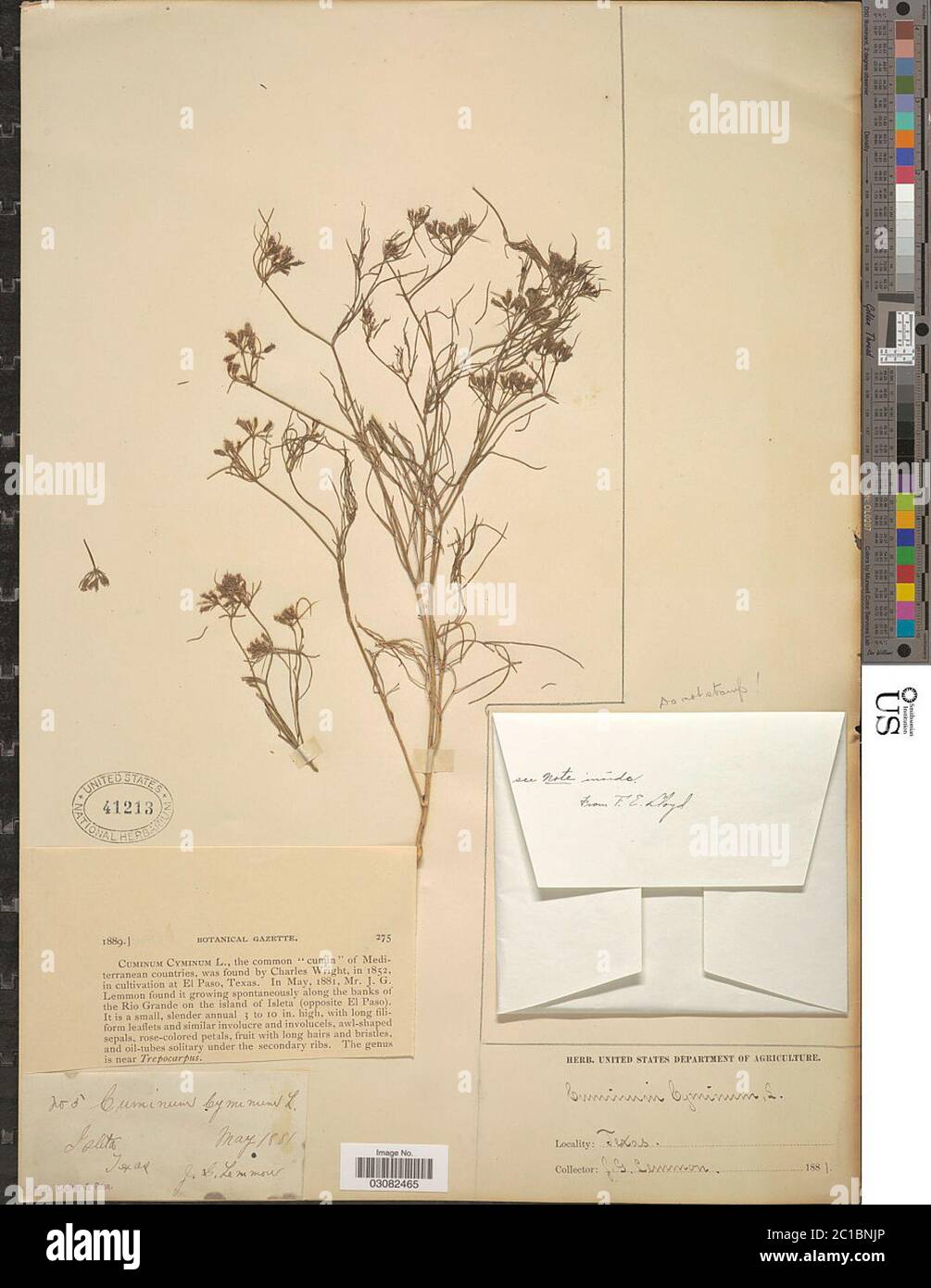 Cyminum hi-res stock photography and images - Alamy