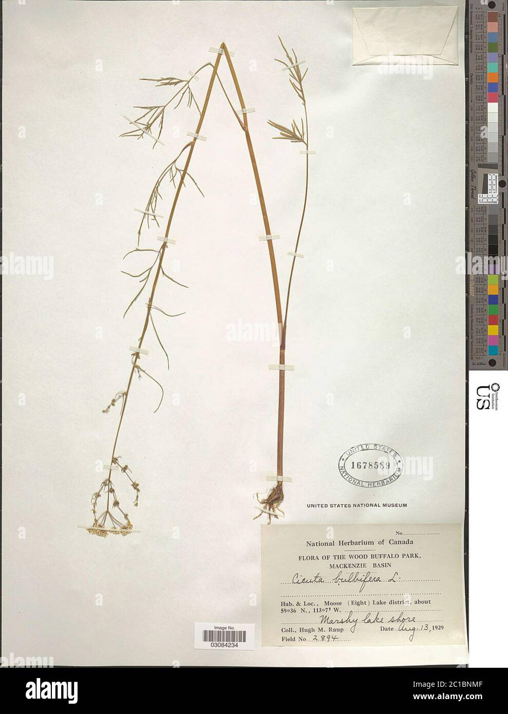 Cicuta bulbifera L Cicuta bulbifera L Stock Photo - Alamy