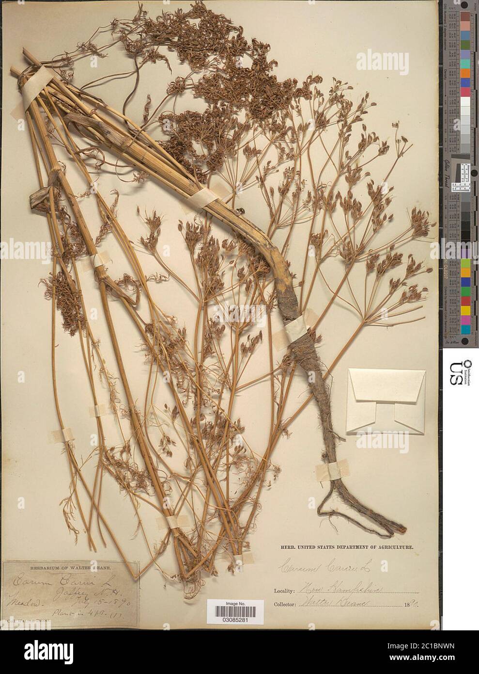 L carum carvi hi-res stock photography and images - Alamy