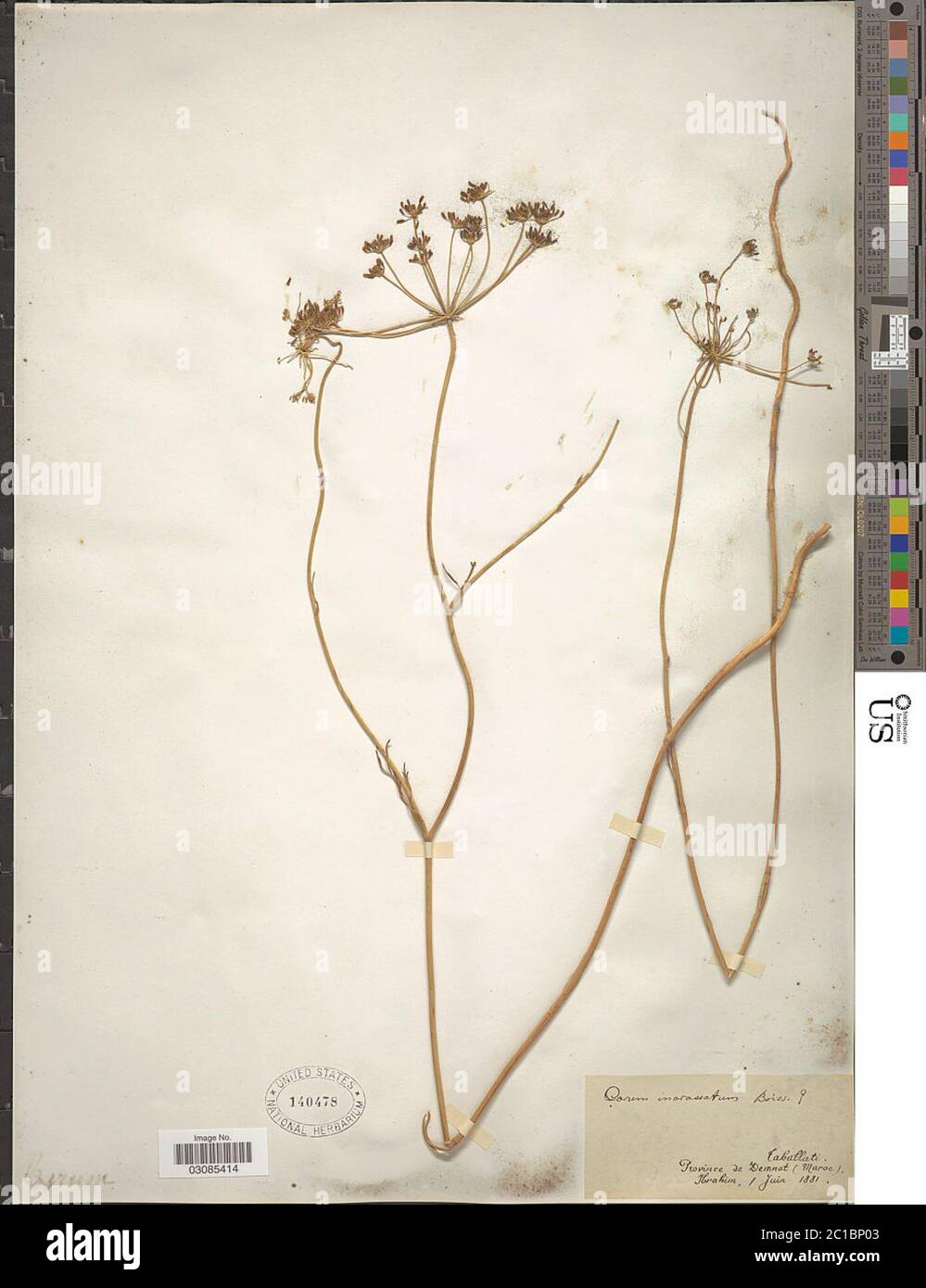 Bunium ferulaceum Sibth Sm Bunium ferulaceum Sibth Sm Stock Photo - Alamy