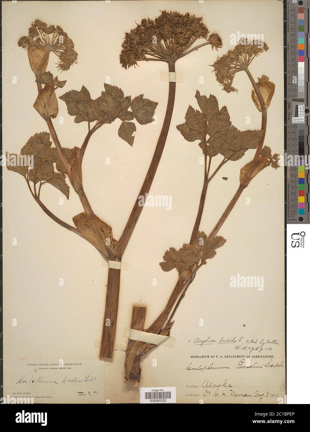 Angelica lucida L Angelica lucida L Stock Photo - Alamy