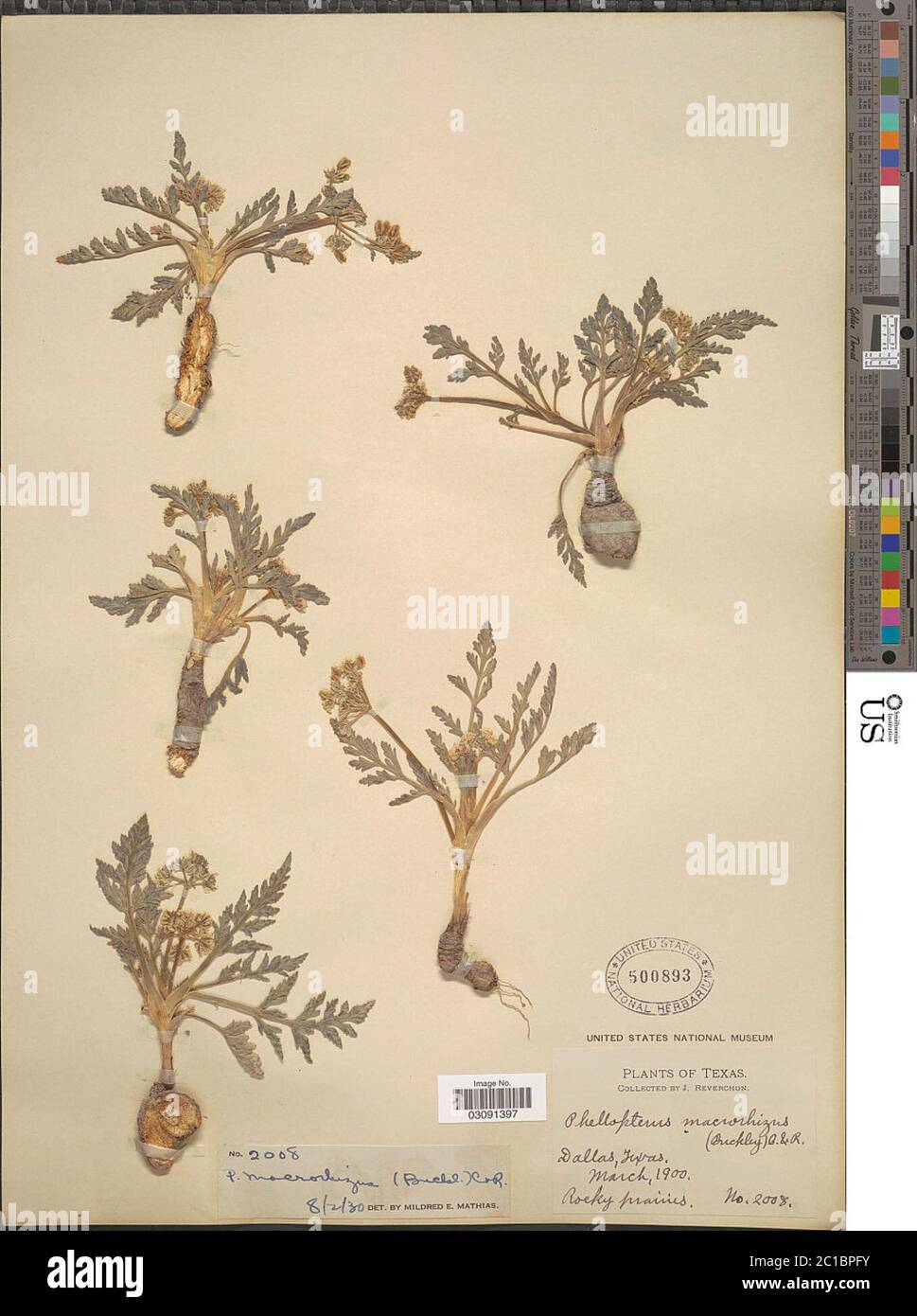 Cymopterus macrorhizus Buckley Cymopterus macrorhizus Buckley Stock ...