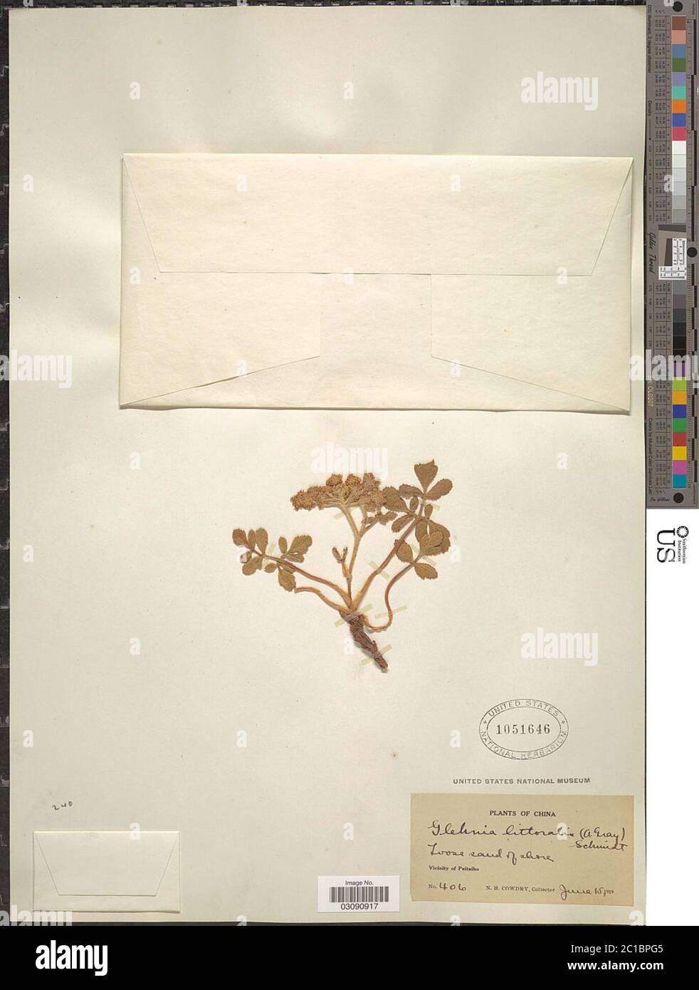 Glehnia hi-res stock photography and images - Alamy