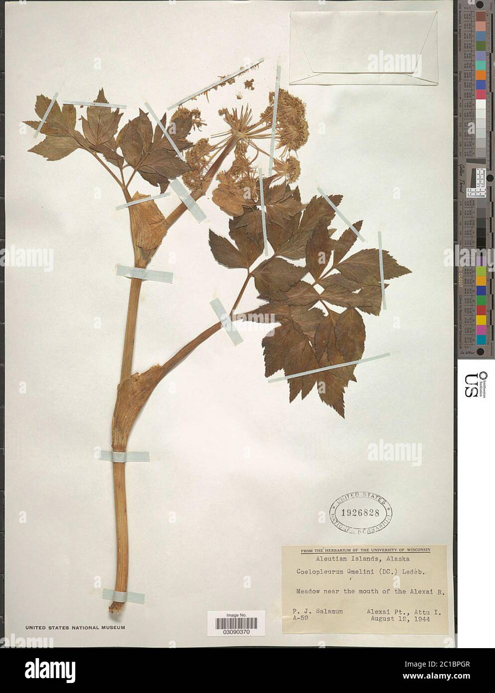 Angelica lucida hi-res stock photography and images - Alamy