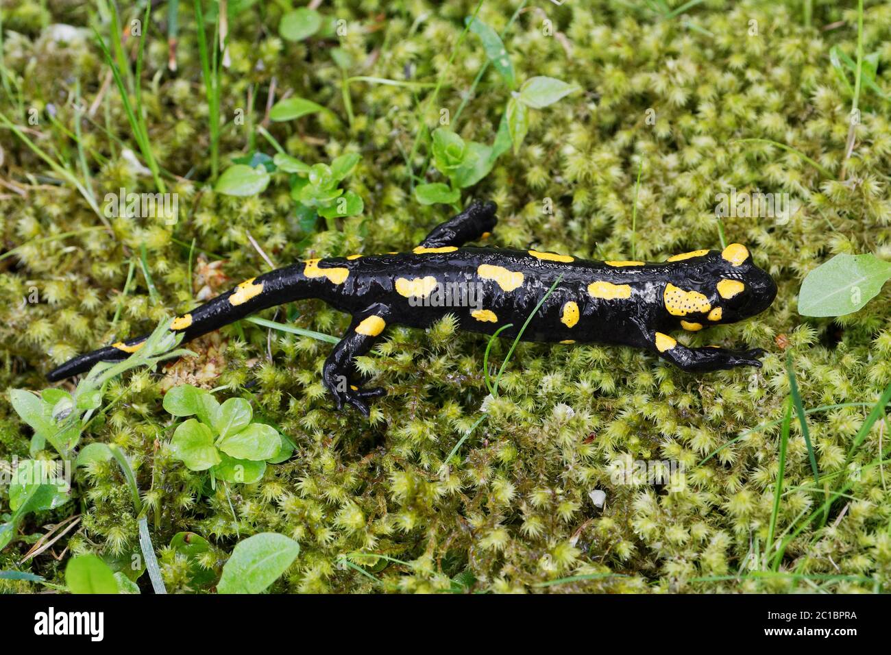 Caudata wild animals wild animal wildlife hi-res stock photography and ...