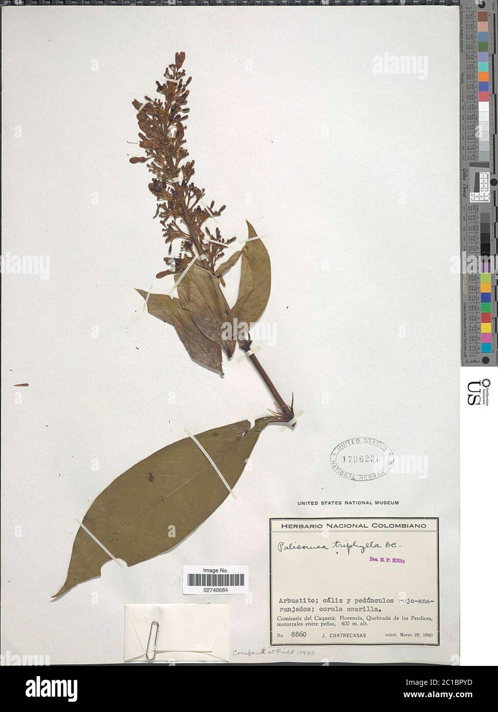 Palicourea triphylla DC Palicourea triphylla DC Stock Photo - Alamy