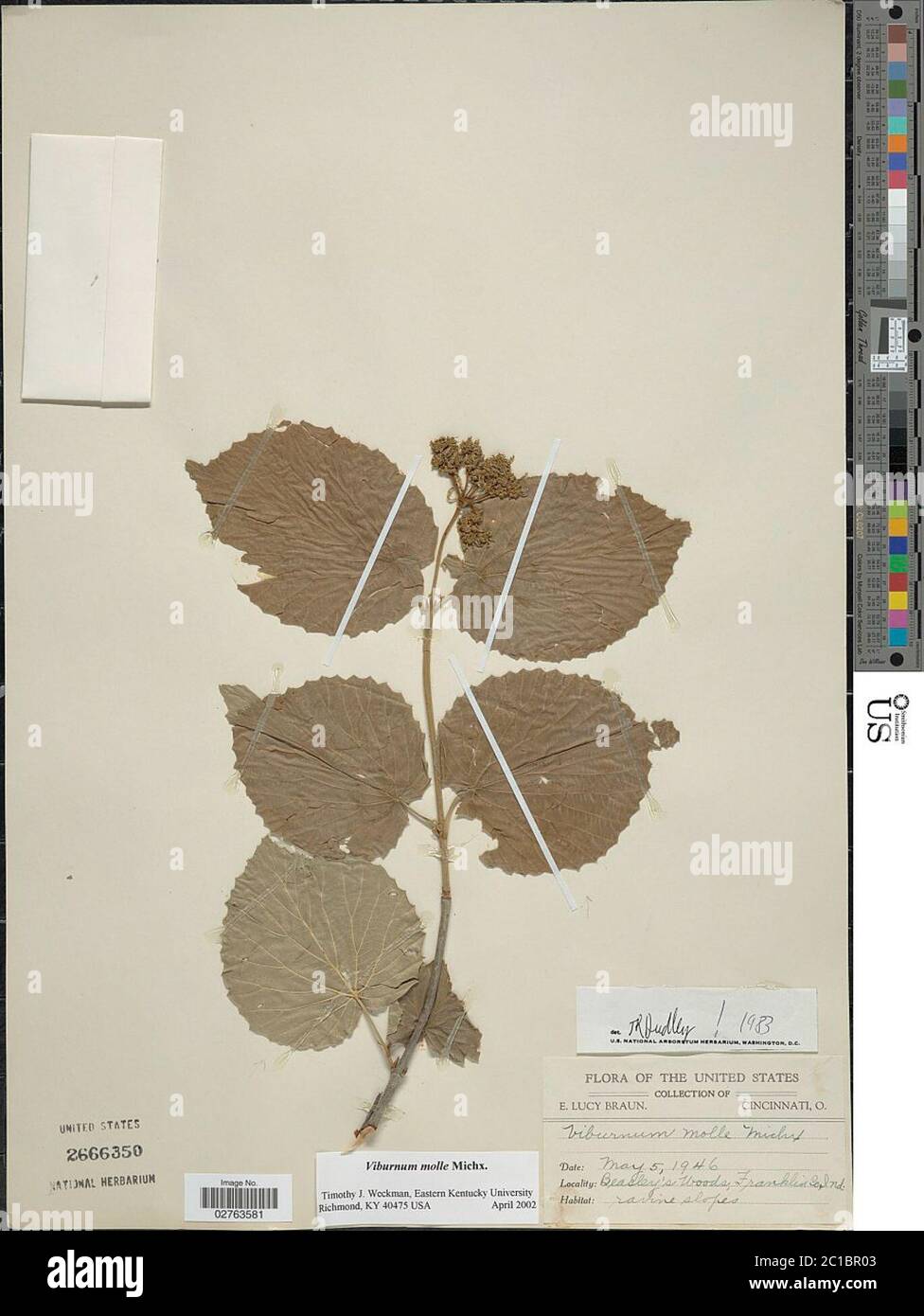 Viburnum molle Michx Viburnum molle Michx Stock Photo - Alamy