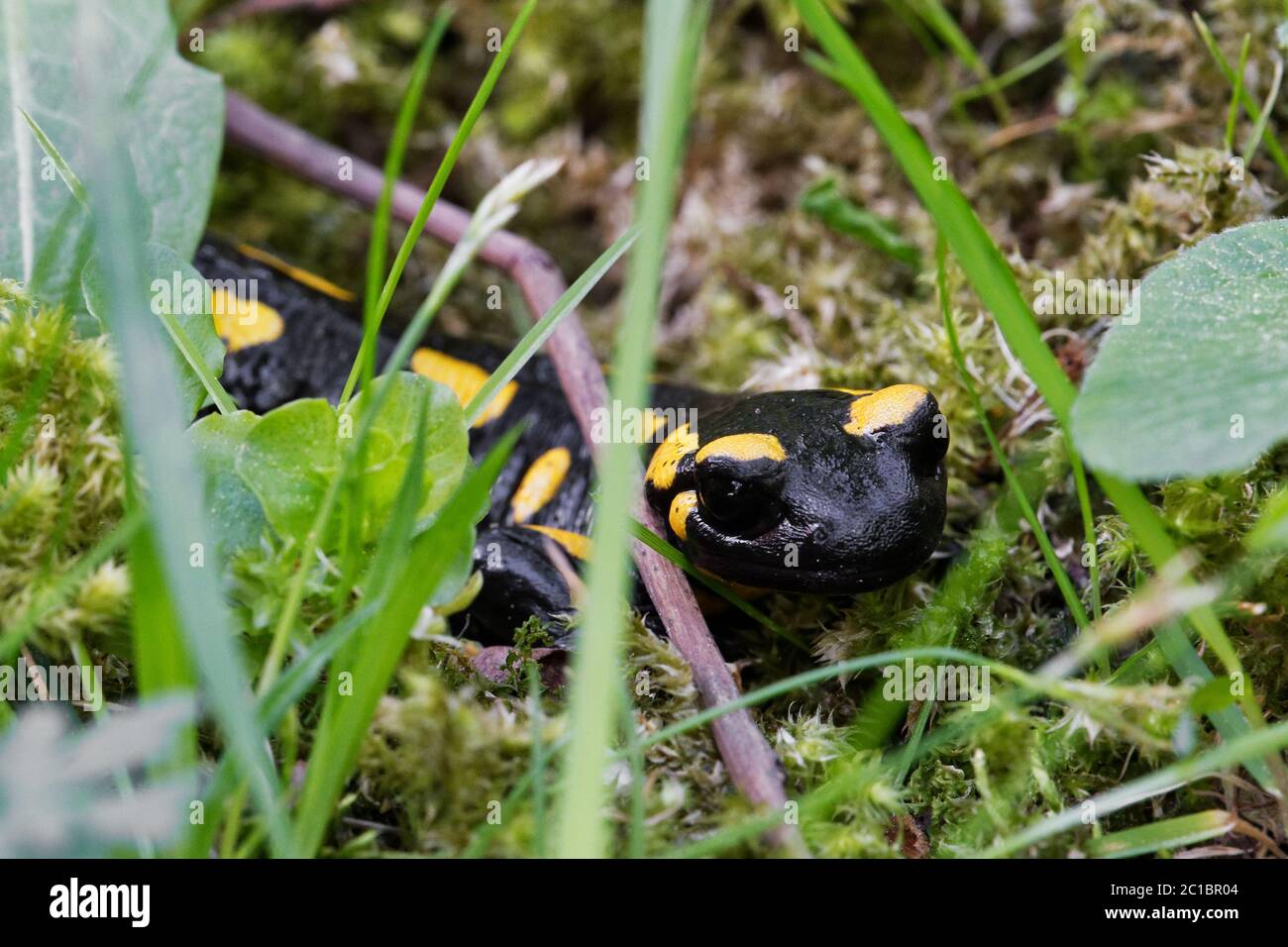 Caudata wild animals wild animal hi-res stock photography and images ...