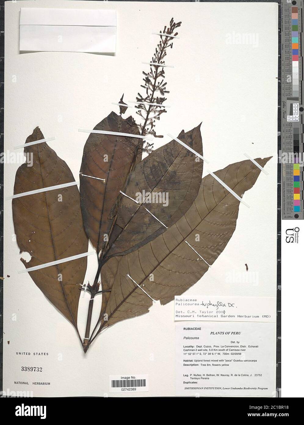 Palicourea triphylla DC Palicourea triphylla DC Stock Photo - Alamy