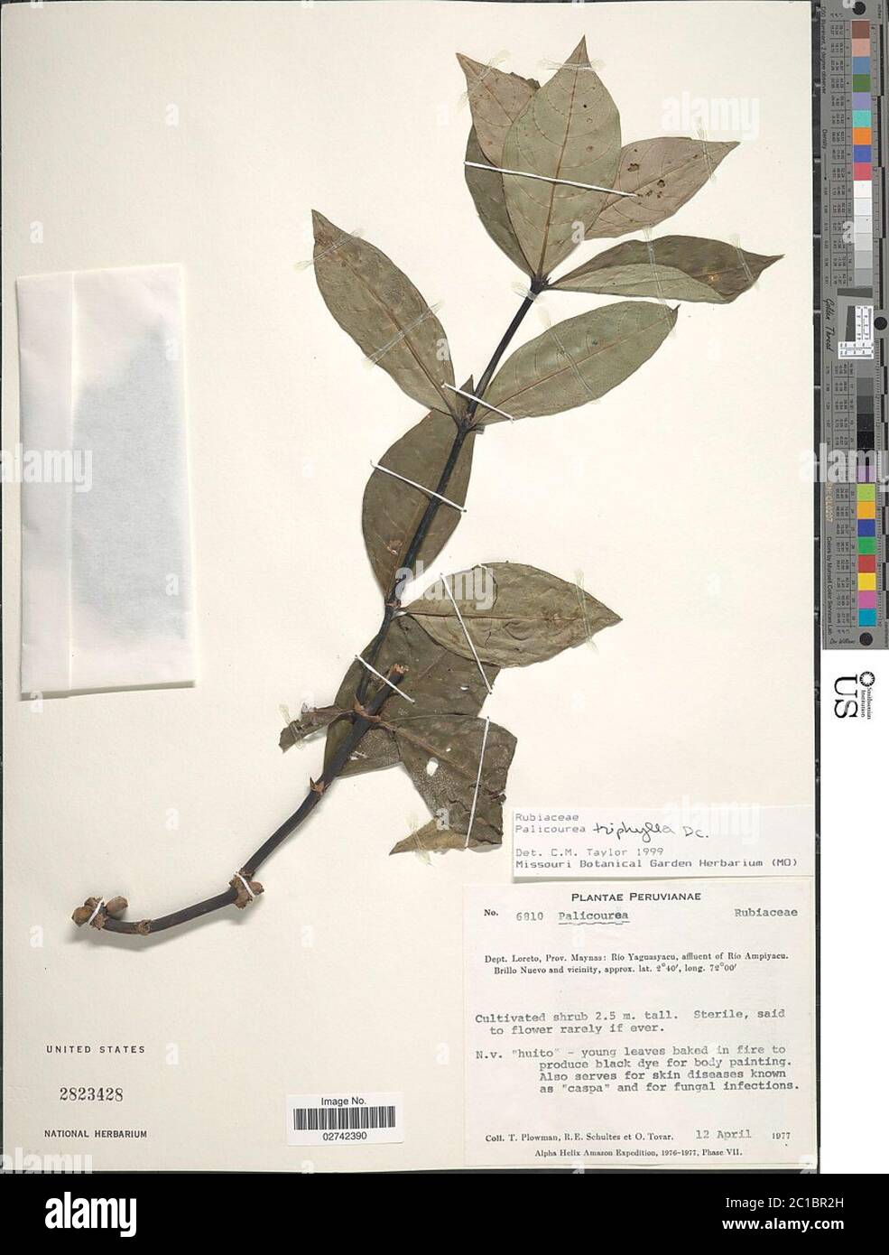 Palicourea triphylla DC Palicourea triphylla DC Stock Photo - Alamy