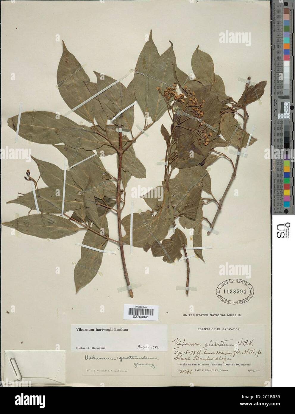 Viburnum hartwegii Viburnum hartwegii Stock Photo - Alamy